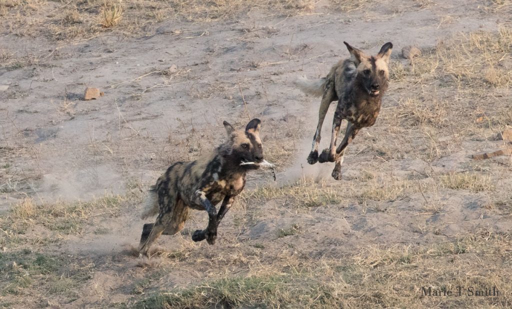 Right place right time - for amazing wild dog and cat sightings
