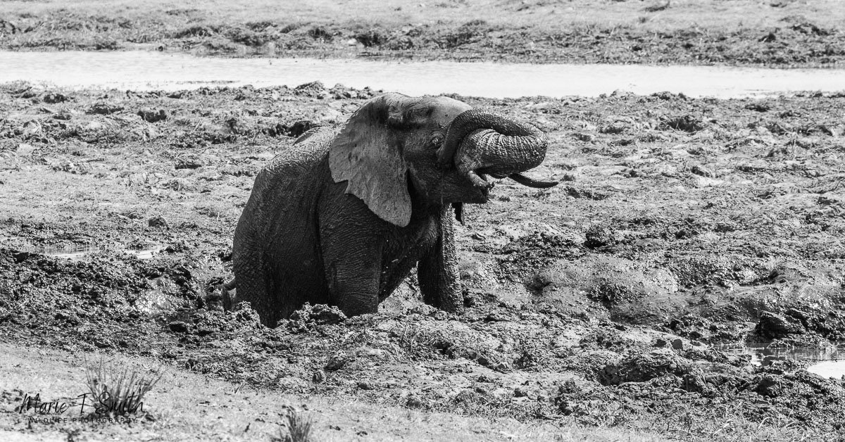 Wallpaper Elephant Mud Puddle